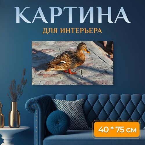 Картина на холсте "Утка, чирок, водоплавающих птиц" на подрамнике 75х40 см. для интерьера