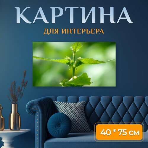 Картина на холсте "Обыкновенная золотая крапива, лесное растение, листья" на подрамнике 75х40 см. для интерьера
