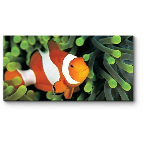 Модульная картина Очаровательная рыба-клоун 130x65