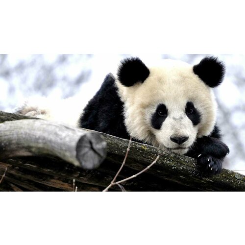 Картина на холсте 60x110 LinxOne "Панда милые животные зима" интерьерная для дома / на стену / на кухню / с подрамником