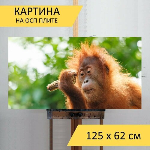 Картина на ОСП 125х62 см. "Орангутанг, младенец, обезьяна" горизонтальная, для интерьера, с креплениями