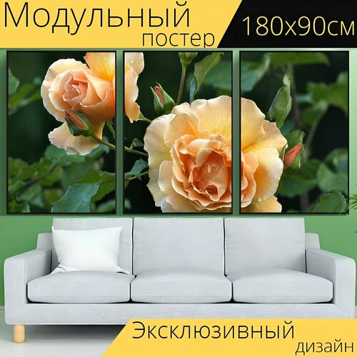 Модульный постер "Роза, просто джоуи, ботанические сады" 180 x 90 см. для интерьера