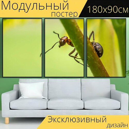 Модульный постер "Природа, муравей, насекомые" 180 x 90 см. для интерьера
