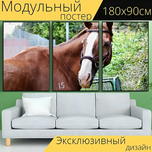 Модульный постер "Лошадь, животное, смотреть" 180 x 90 см. для интерьера