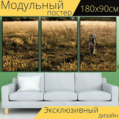 Модульный постер "Собака, далматинец, золотой час" 180 x 90 см. для интерьера