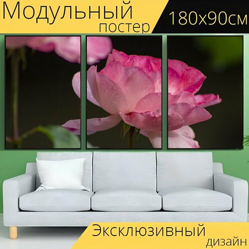 Модульный постер "Розовые розы, блум, капли росы" 180 x 90 см. для интерьера