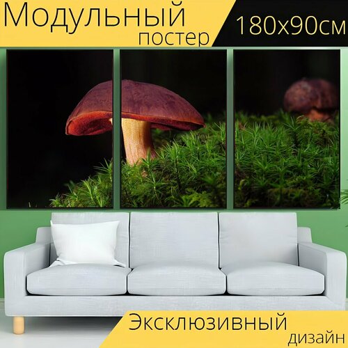 Модульный постер "Ведьма боле, грибы, лесной гриб" 180 x 90 см. для интерьера