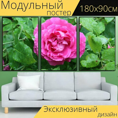 Модульный постер "Роза, цветок, роса" 180 x 90 см. для интерьера
