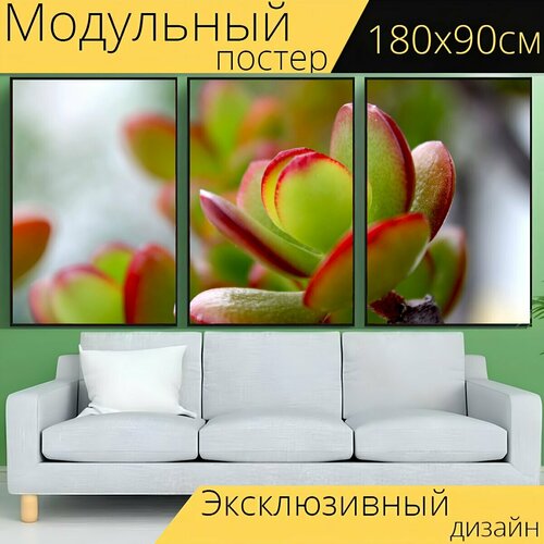 Модульный постер "Крассула, завод, растения" 180 x 90 см. для интерьера