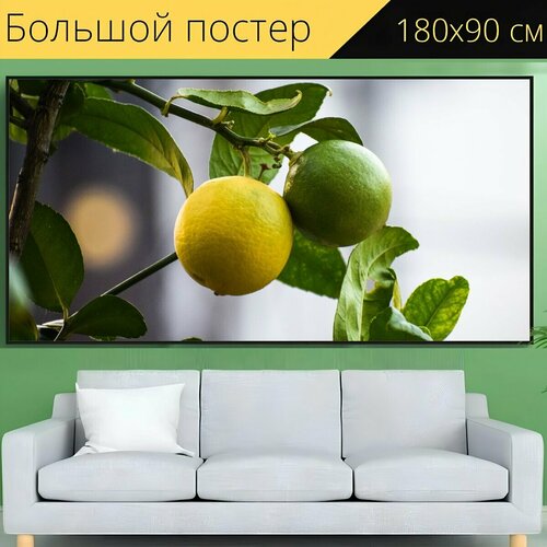 Большой постер "Лимоны, цитрусовые фрукты, лайм" 180 x 90 см. для интерьера