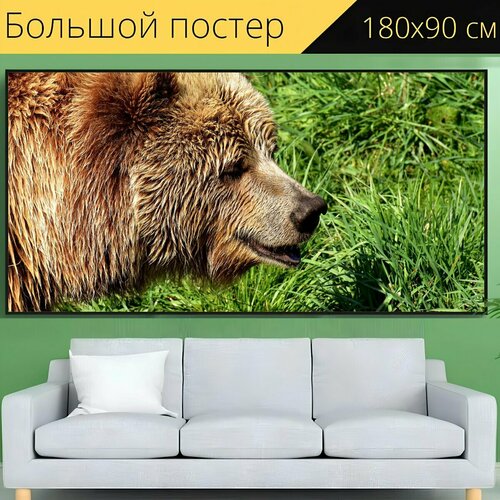 Большой постер "Европейский бурый медведь, легкий мех, блондинка" 180 x 90 см. для интерьера