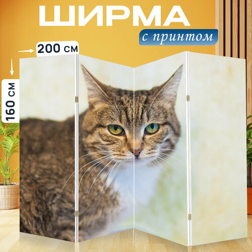 Ширма перегородка с принтом "Кошка, любопытный, животное" на холсте - 200x160 см. для зонирования, раскладная