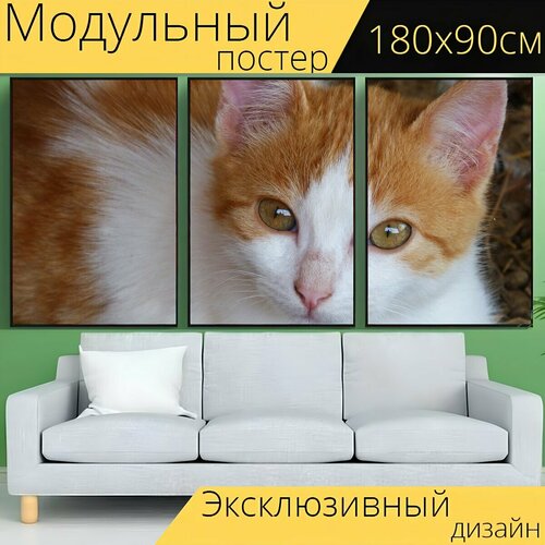Модульный постер "Кот, щенок, котенок" 180 x 90 см. для интерьера