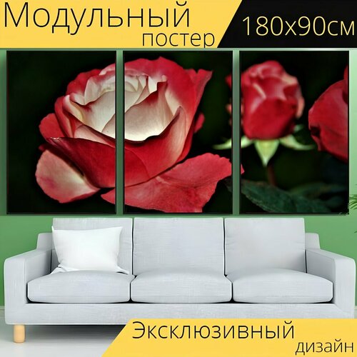 Модульный постер "Цветок, роза, романтичный" 180 x 90 см. для интерьера
