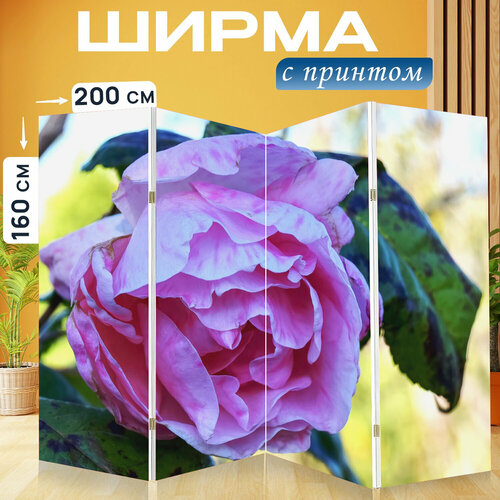 Ширма перегородка с принтом "Цветочный, роза, лепестки" на холсте - 200x160 см. для зонирования, раскладная