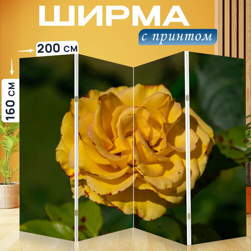 Ширма перегородка с принтом "Роза, цветок, увядание" на холсте - 200x160 см. для зонирования, раскладная