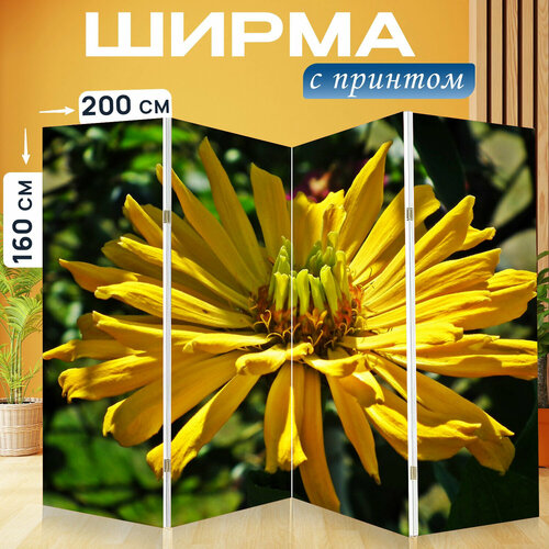 Ширма перегородка с принтом "Цинния, цветок, желтый" на холсте - 200x160 см. для зонирования, раскладная