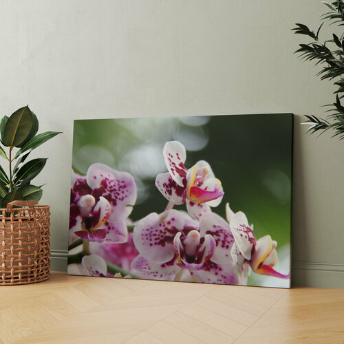 Картина на холсте (Орхидея, цветы, природа, зелень ) 60 80 см/для интерьера/на стену/в комнату/в подарок/в кабинет