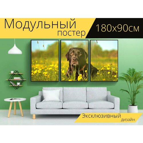 Модульный постер "Лабрадор, собака, цветочный луг" 180 x 90 см. для интерьера
