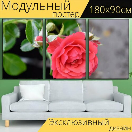 Модульный постер "Цветок, розовый, бутон розы" 180 x 90 см. для интерьера