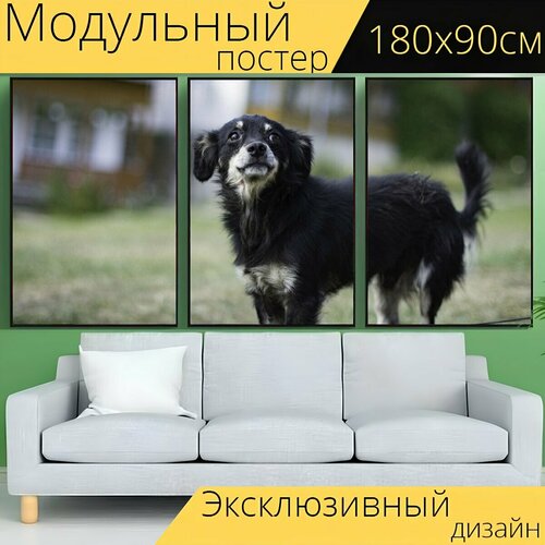 Модульный постер "Собака, анимированный, щенок" 180 x 90 см. для интерьера