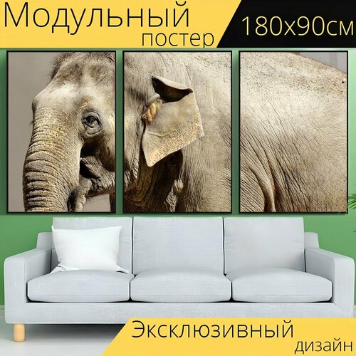 Модульный постер "Слон, толстокожий, животное" 180 x 90 см. для интерьера