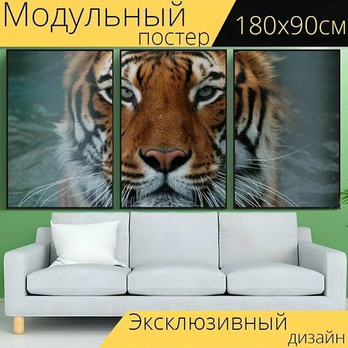 Модульный постер "Тигр, большой кот, животное" 180 x 90 см. для интерьера