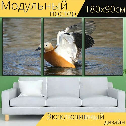 Модульный постер "Огарь, птица, утка" 180 x 90 см. для интерьера